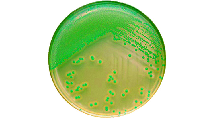 AOAC-RI Certifies DuPont BAX System X5 for Listeria Detection - Quality ...