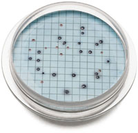 m-ColiBlue24 Broth - Quality Assurance & Food Safety