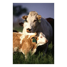 USDA Proposes Changes to Improve Humane Handling of Veal Calves ...