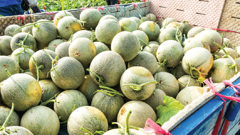 Food Safety Concerns Involving Contaminated Melons Continue - Quality ...